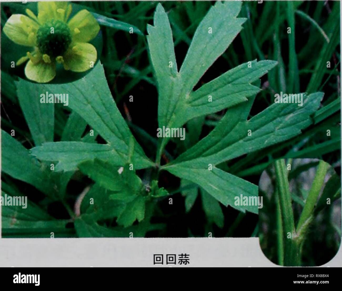 e er duo si zhi Stock Photo - Alamy