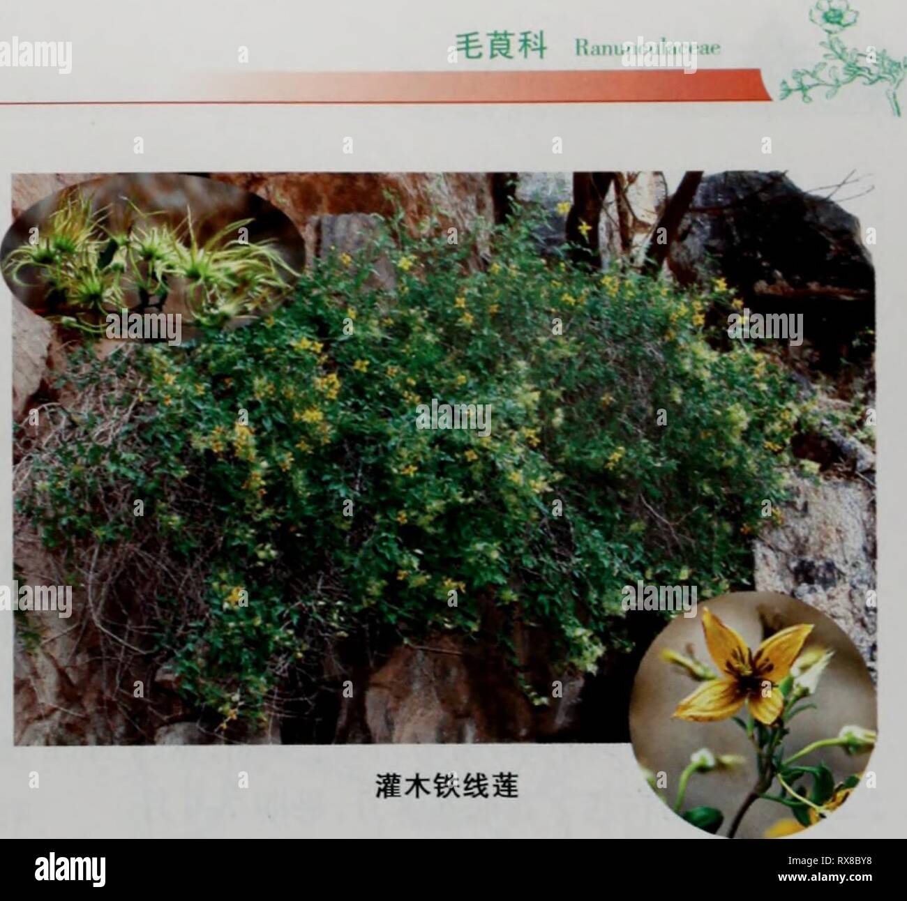 e er duo si zhi Stock Photo - Alamy