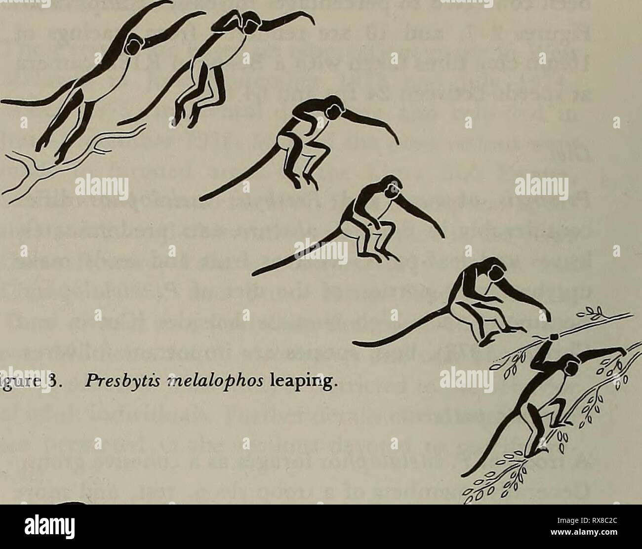 The Ecology of arboreal folivores Stock Photo - Alamy