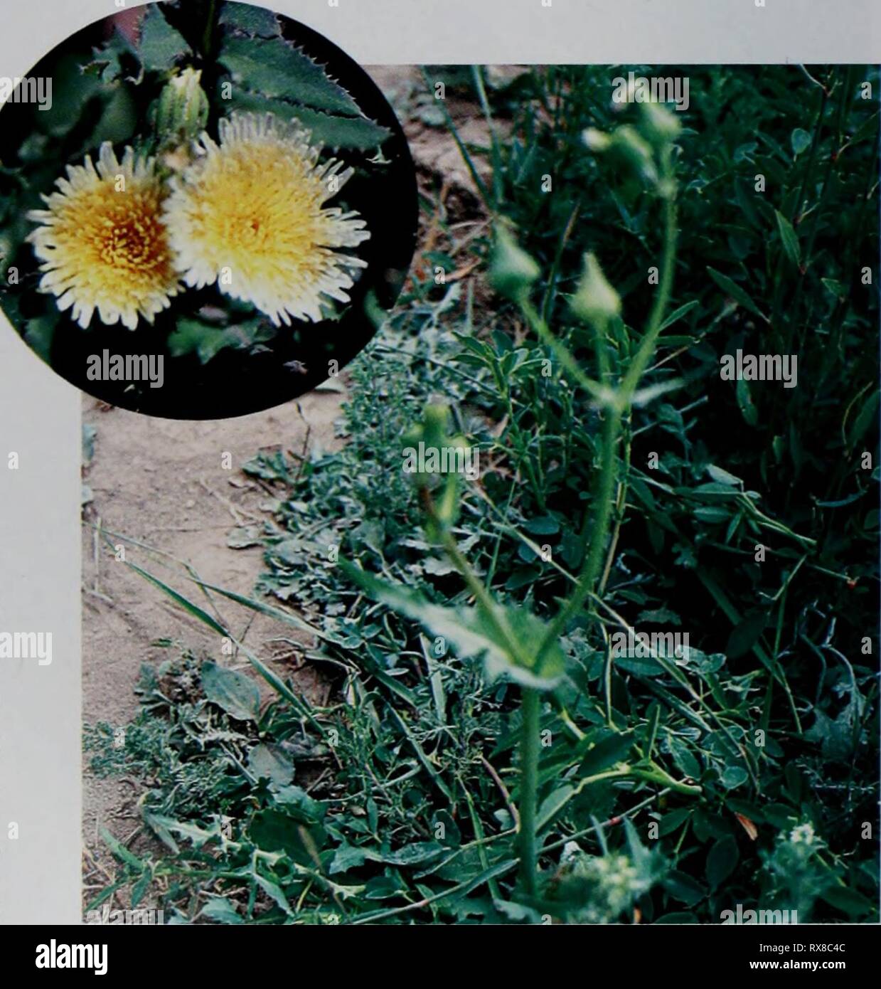 e er duo si zhi Stock Photo - Alamy