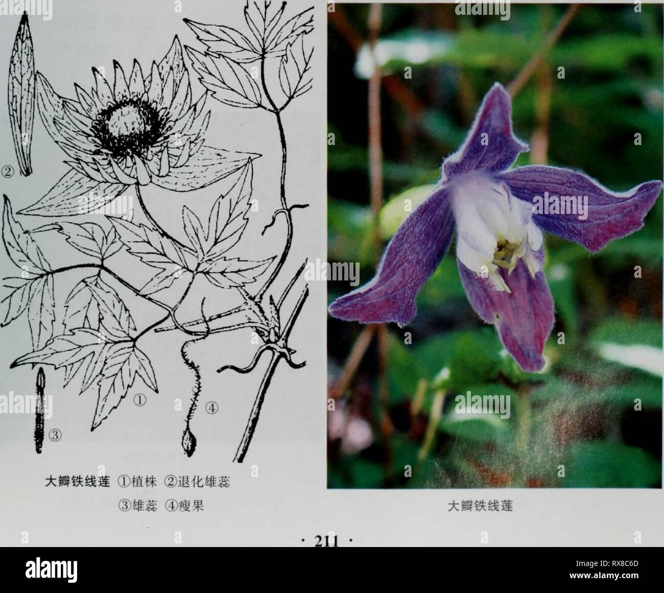 e er duo si zhi Stock Photo - Alamy