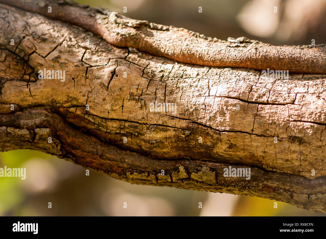 Exposed internal section of tree branch with cracks Stock Photo - Alamy