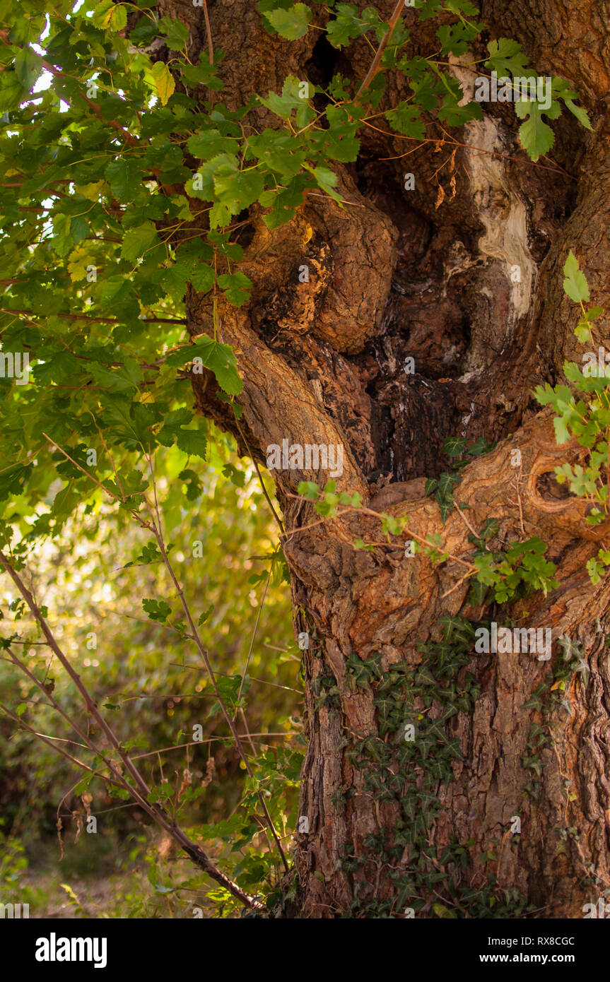 Fantasy forest tree trunk in Italy Stock Photo - Alamy