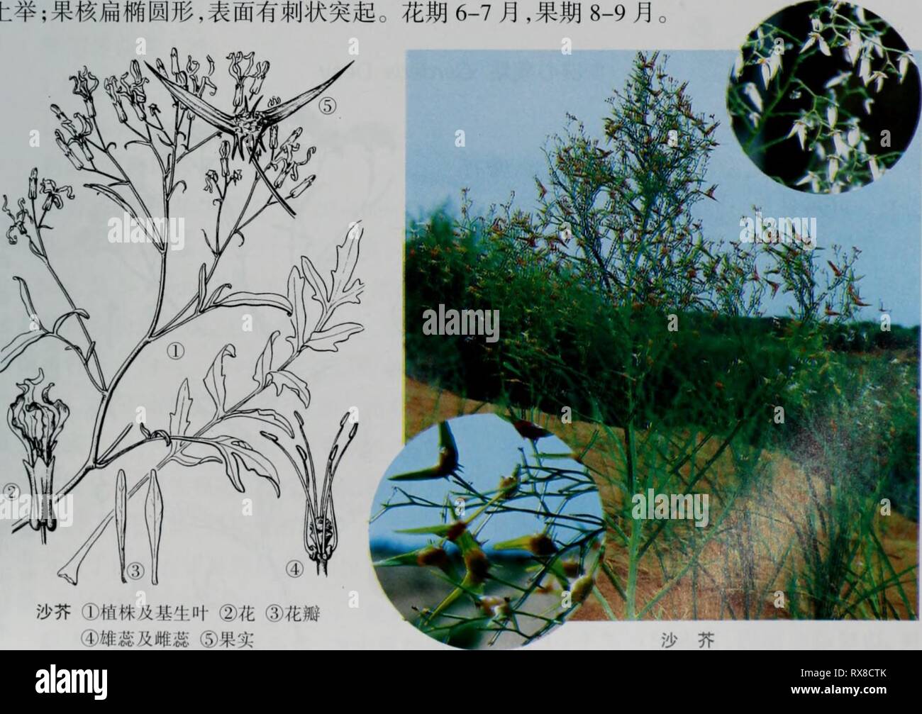 e er duo si zhi Stock Photo - Alamy