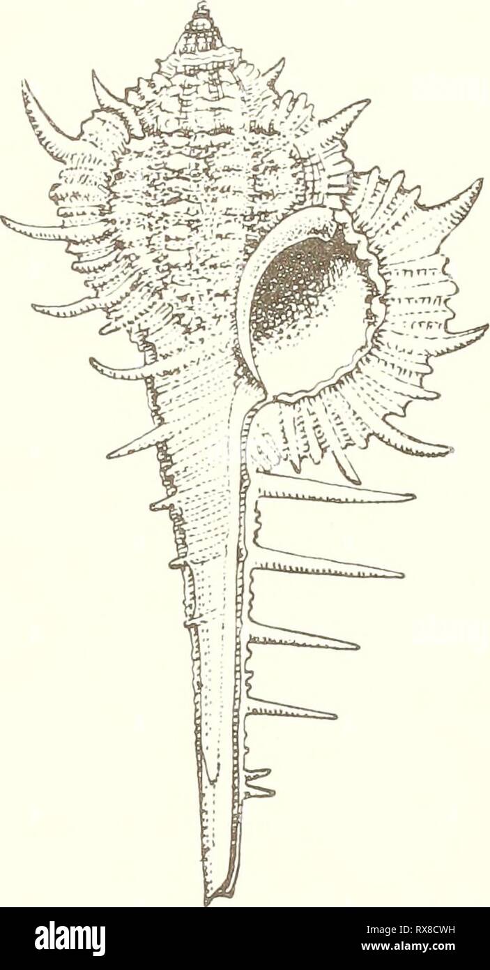 The Echo The Echo echo16196873west Year: Figure 12. Chicoreus florifer ...