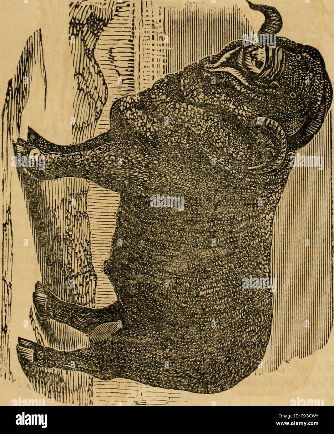 The educated horse teaching The educated horse : teaching horses and ...