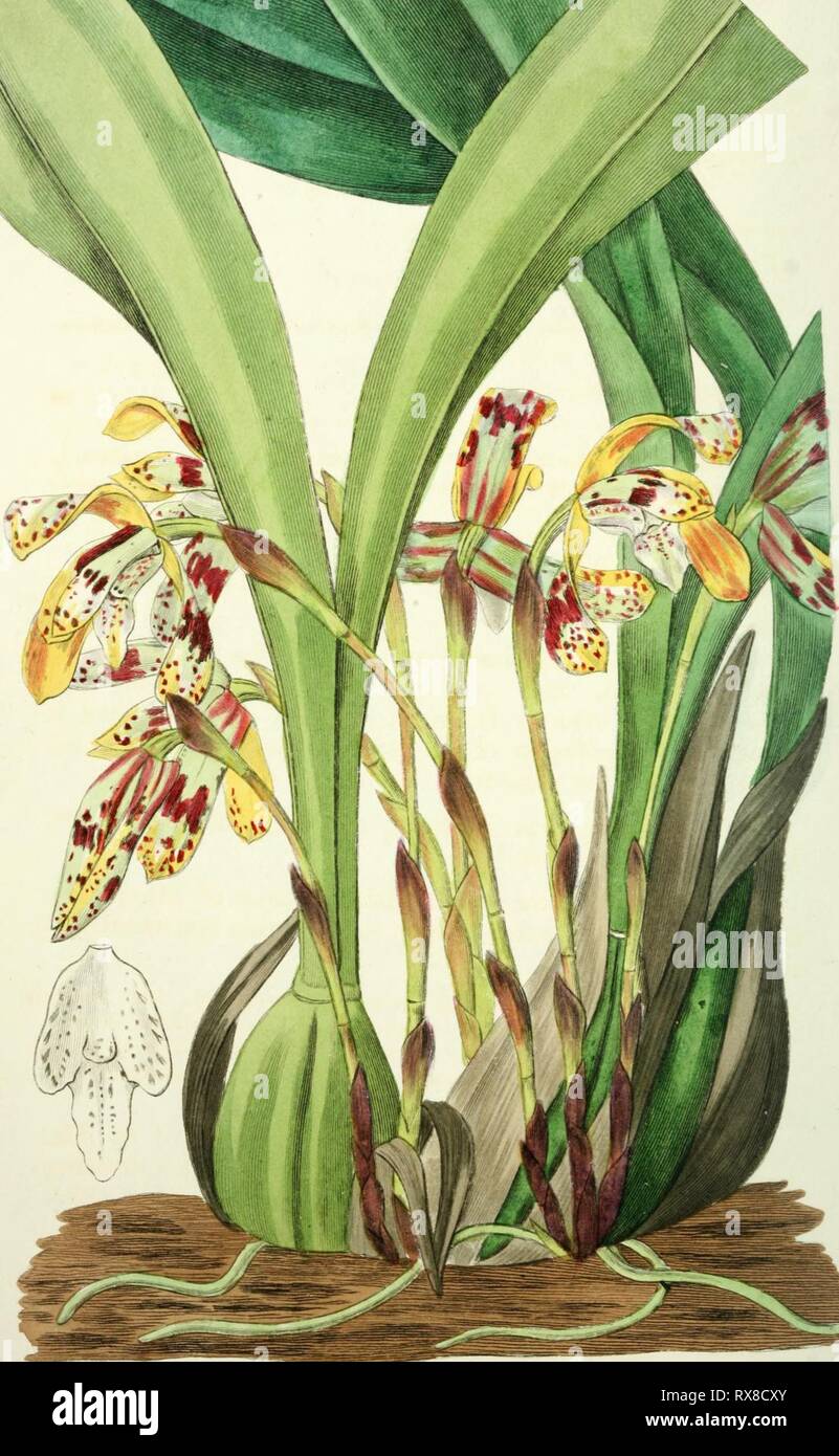 X vi cc hi-res stock photography and images - Alamy