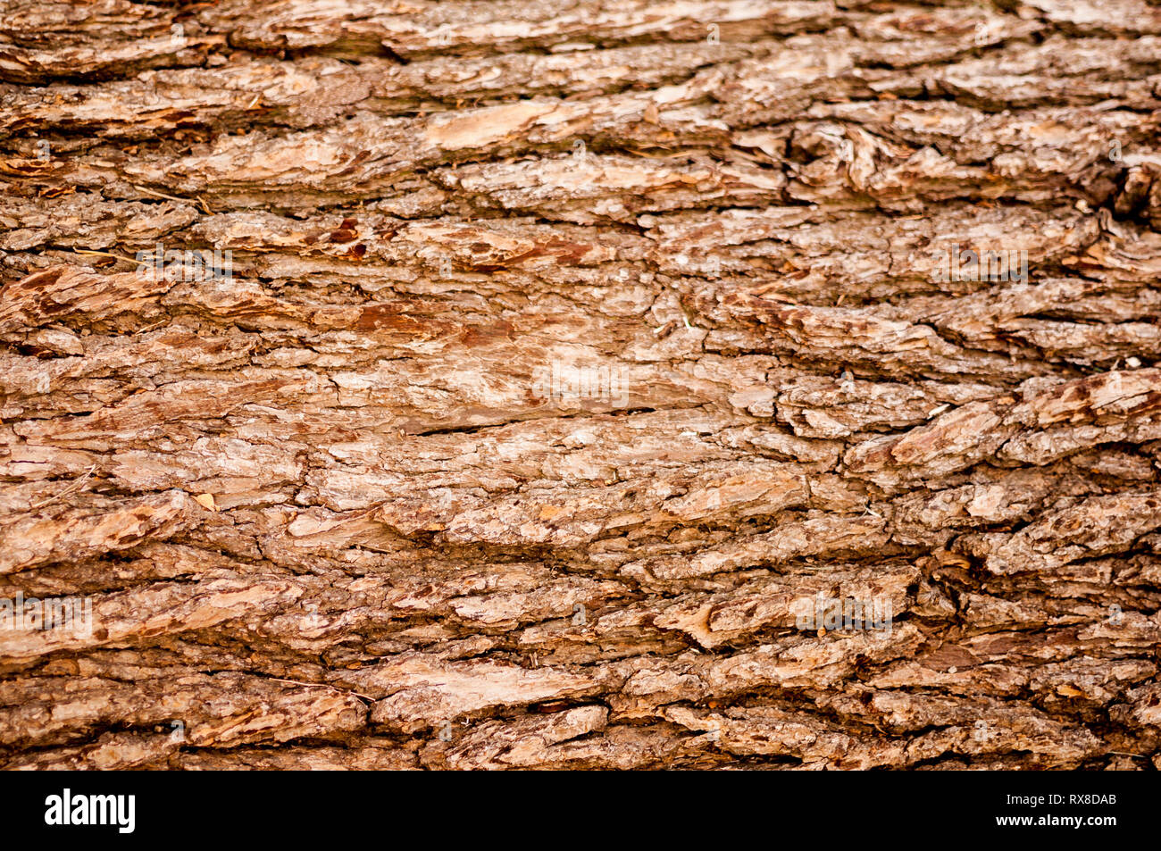 closeup image of brown tree bark background Stock Photo - Alamy