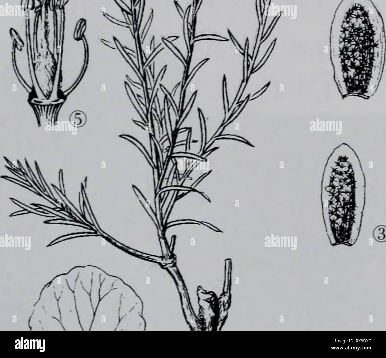 e er duo si zhi Stock Photo - Alamy