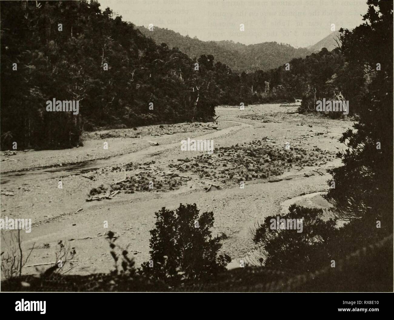 The Ecology of arboreal folivores Stock Photo - Alamy