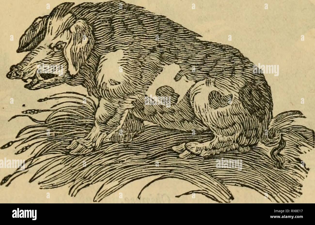 The educated horse teaching The educated horse : teaching horses and ...