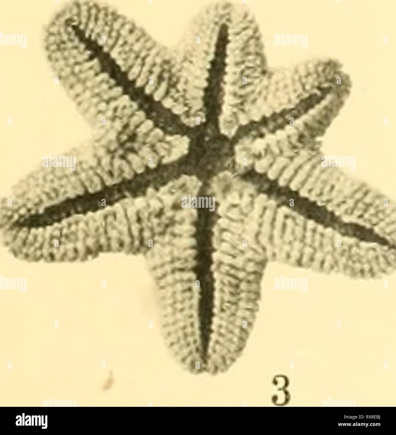 The echinoderm fauna of Torres The echinoderm fauna of Torres Strait ...