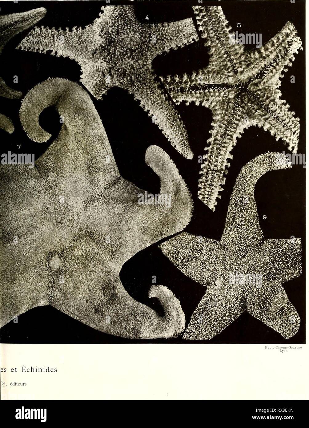 Echinodermes (astéries, ophiures et échinides Stock Photo - Alamy