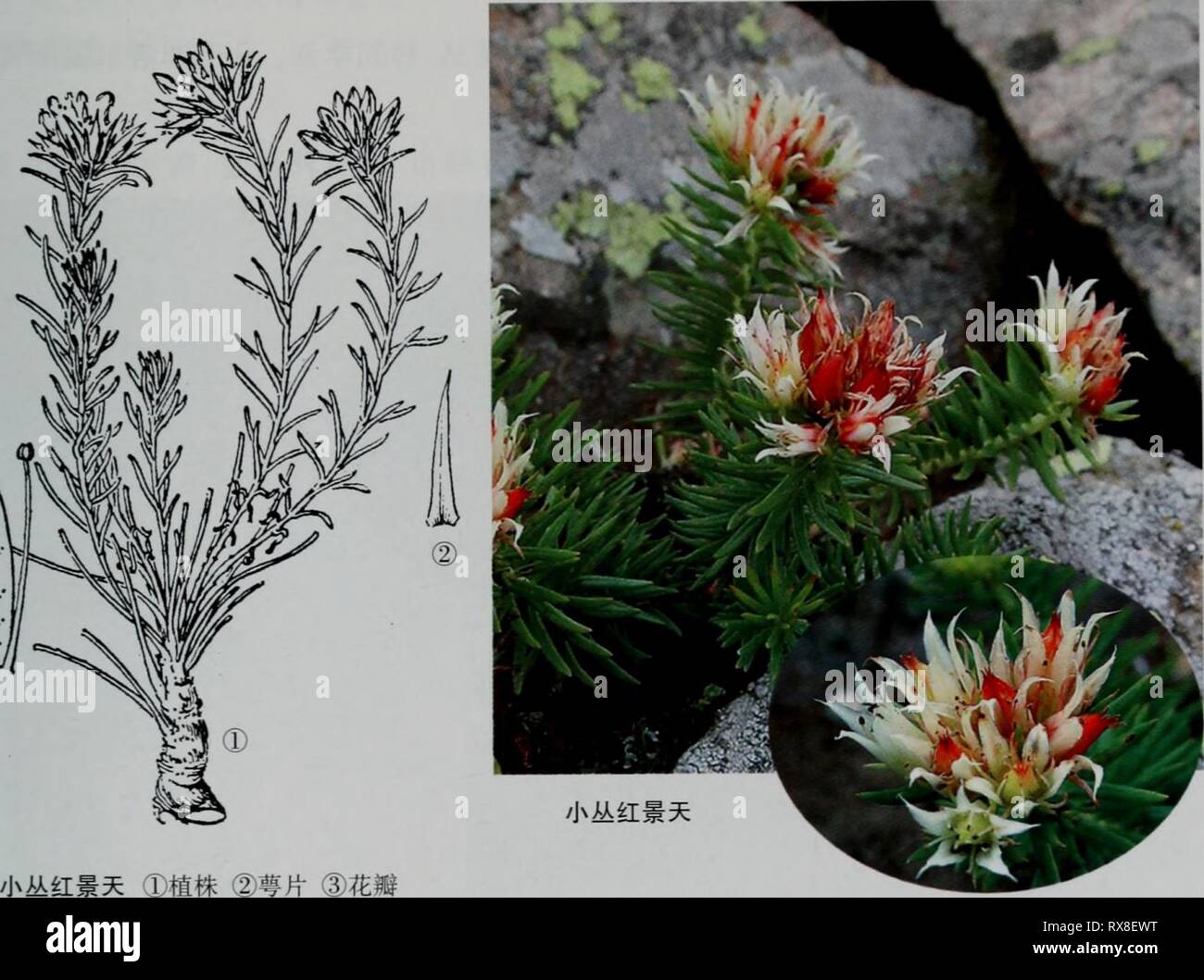 e er duo si zhi Stock Photo - Alamy