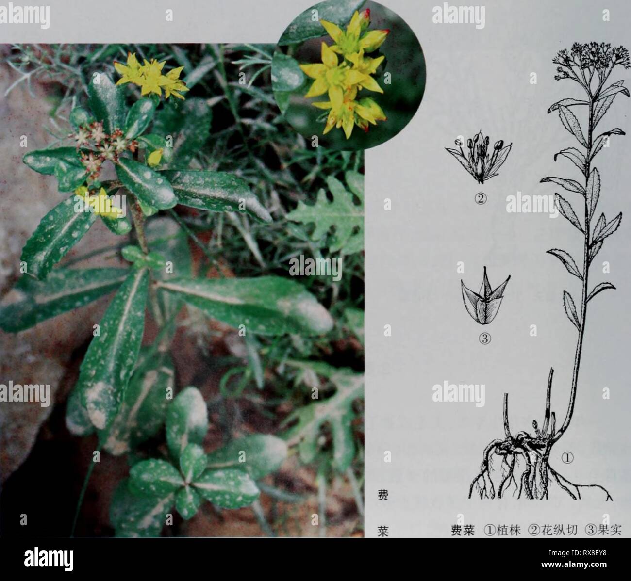 e er duo si zhi Stock Photo - Alamy