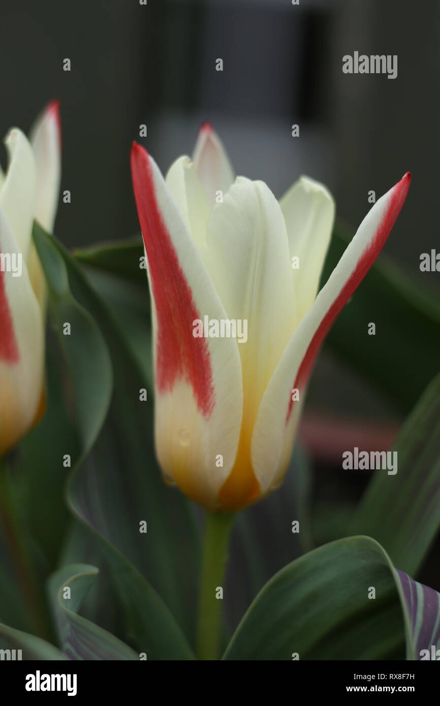 Early spring tulip the first Stock Photo - Alamy