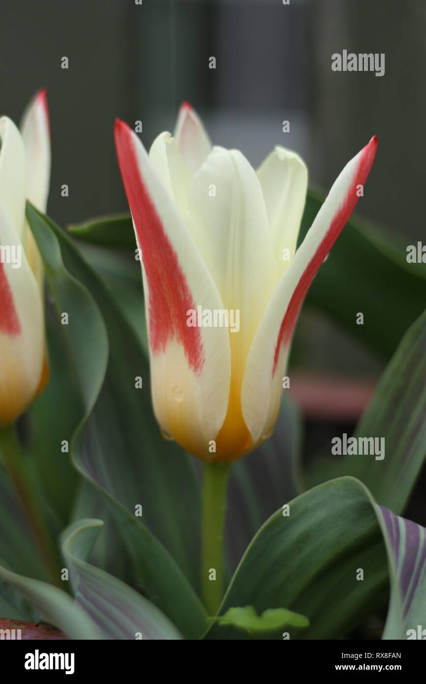 Early spring tulip the first Stock Photo - Alamy