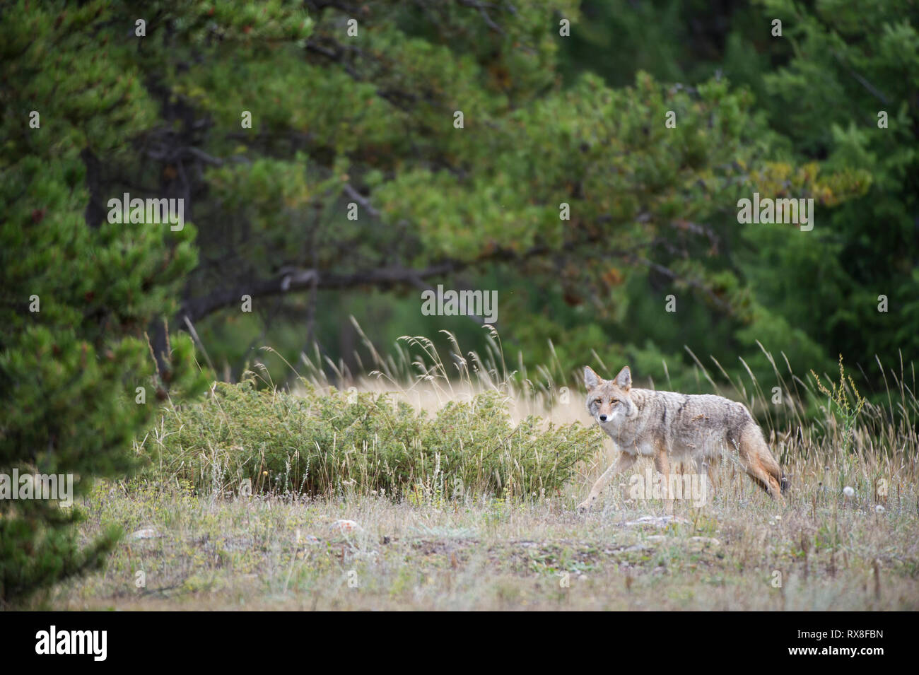 American jackals hi-res stock photography and images - Alamy