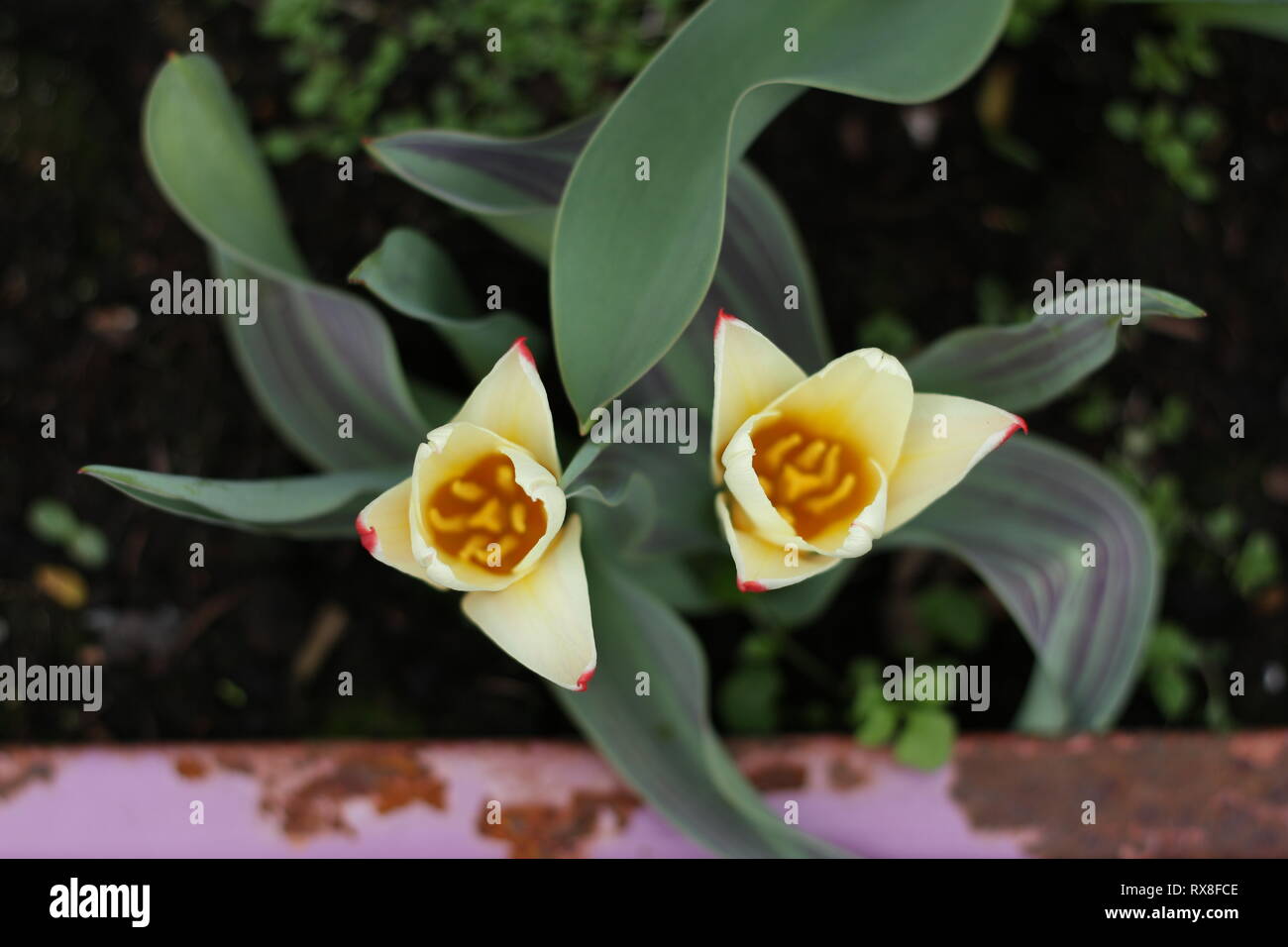 Early spring tulip the first Stock Photo - Alamy