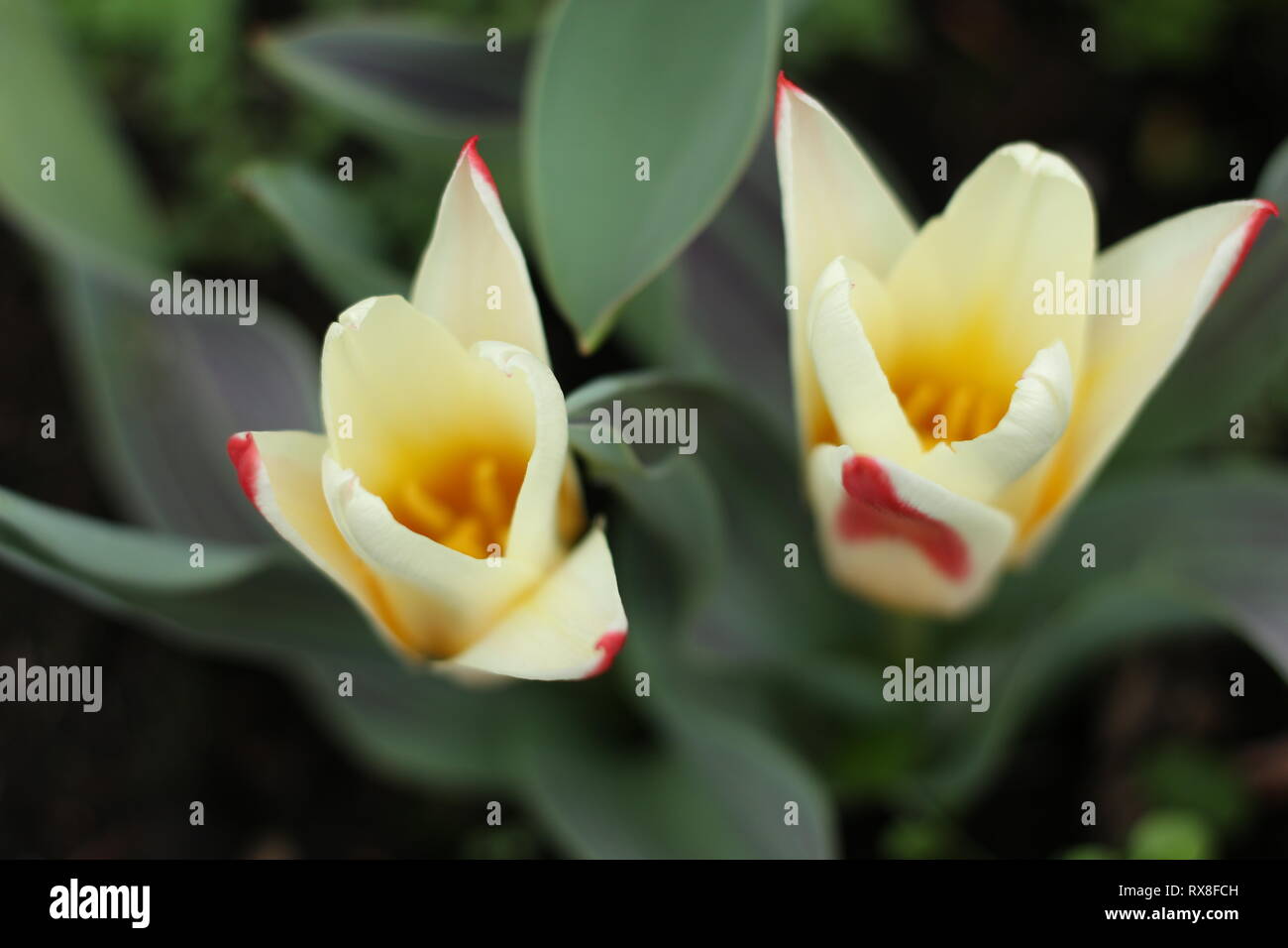 Early spring tulip the first Stock Photo - Alamy