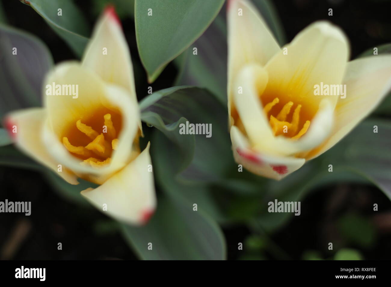 Early spring tulip the first Stock Photo - Alamy