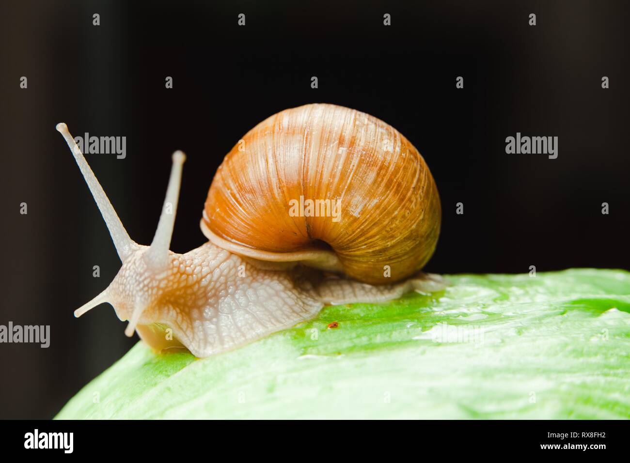 Alive snail on salad, black background. Not ready for lunch Stock Photo ...