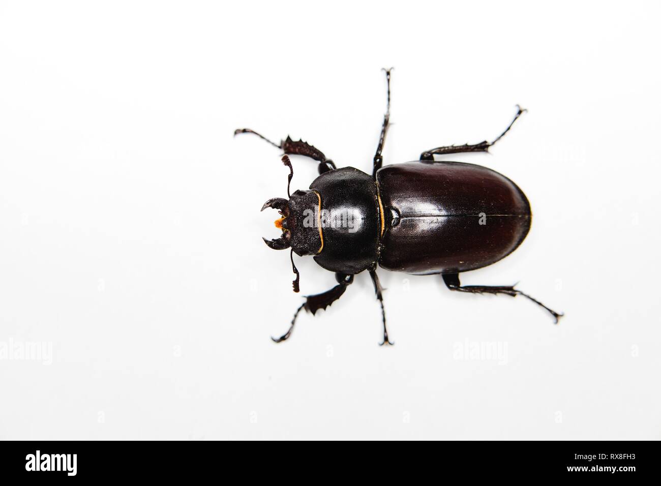 Insect on white background, top view. Six legs Stock Photo - Alamy
