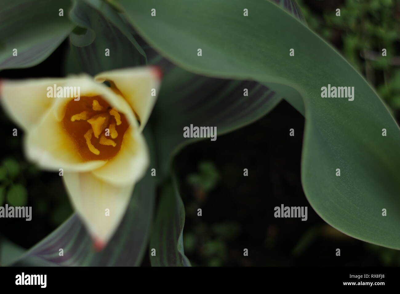 Early spring tulip the first Stock Photo - Alamy