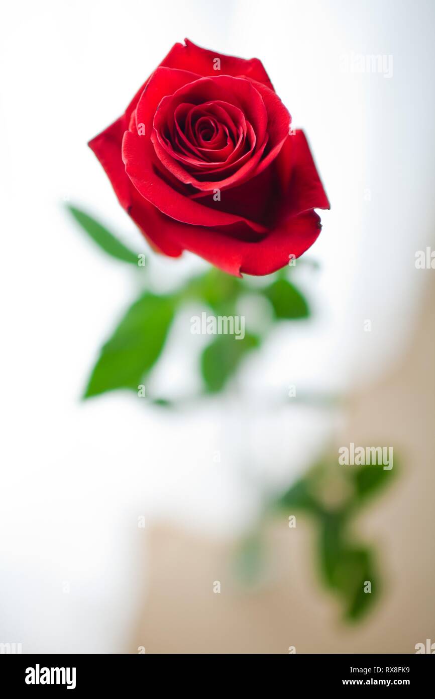 Red rose captured on shallow focus Stock Photo - Alamy