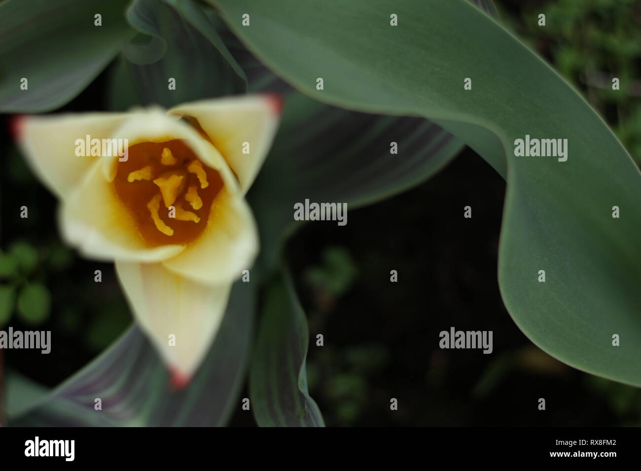 Early spring tulip the first Stock Photo - Alamy