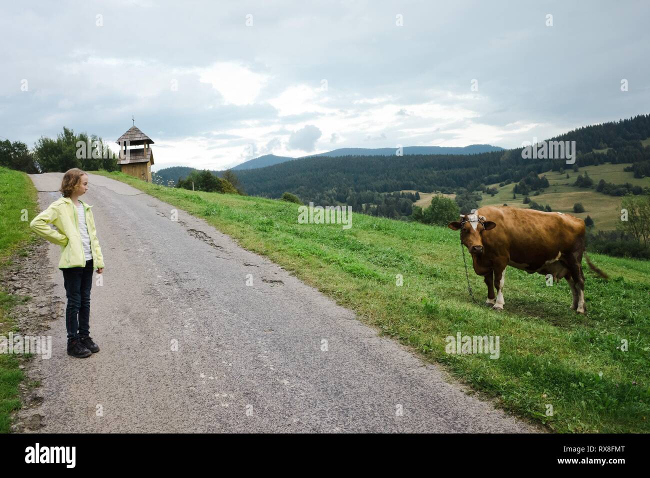 Watching cow hi-res stock photography and images - Alamy