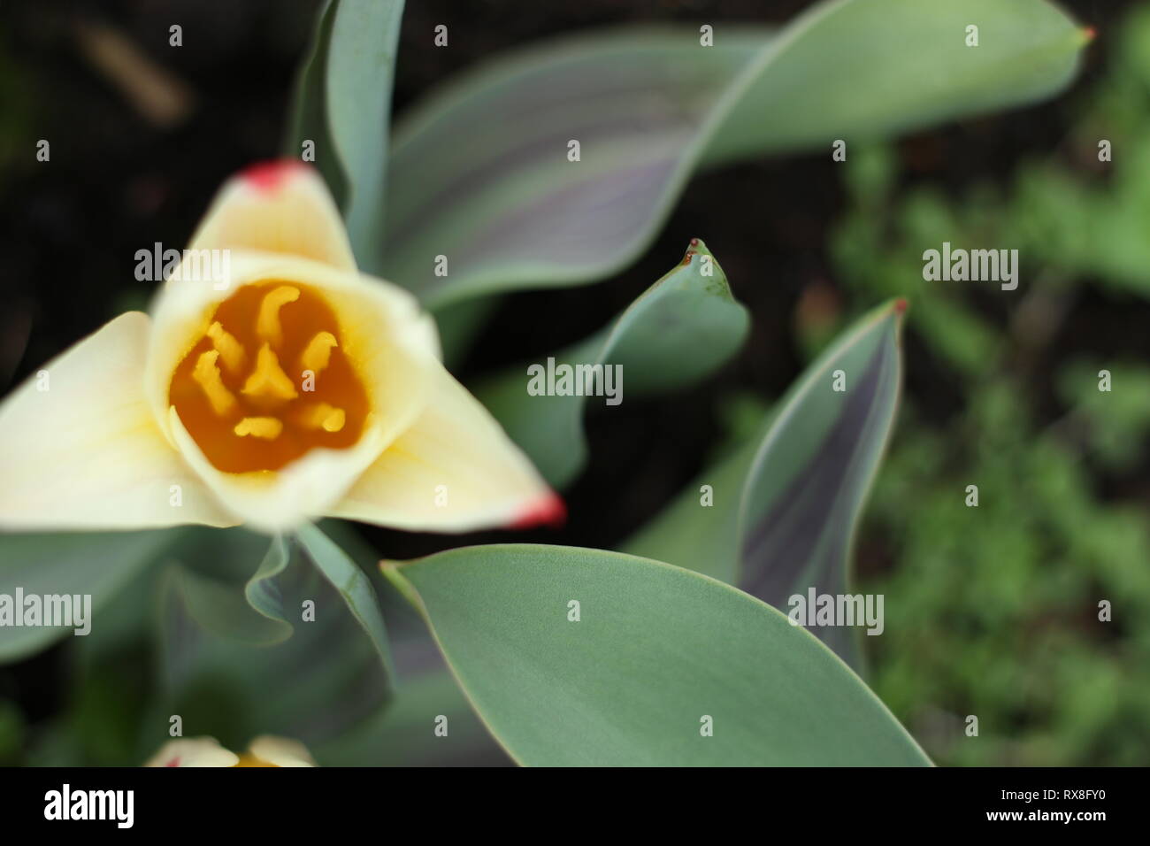 Early spring tulip the first Stock Photo - Alamy