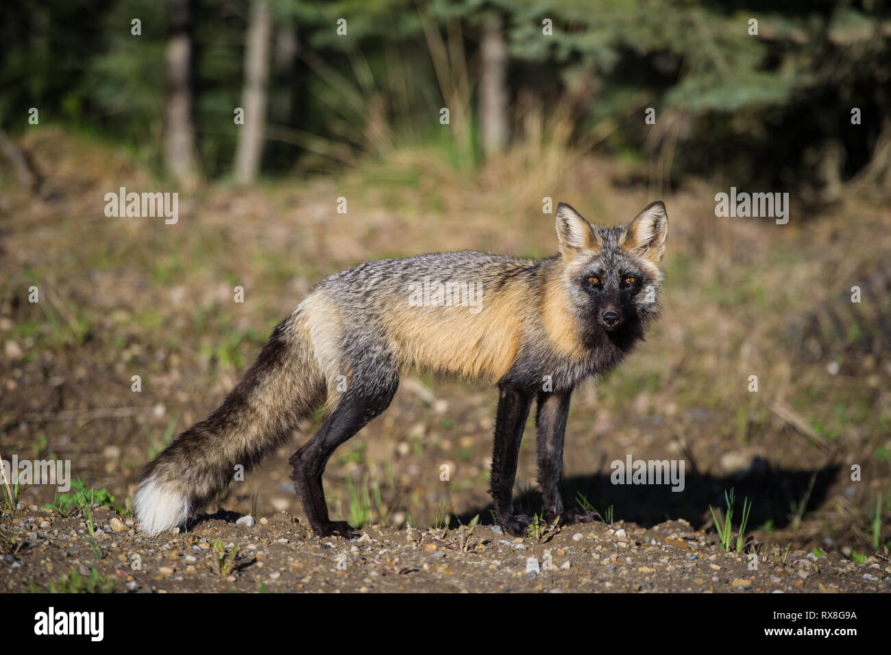 Vulpes vulpes fox hi-res stock photography and images - Alamy