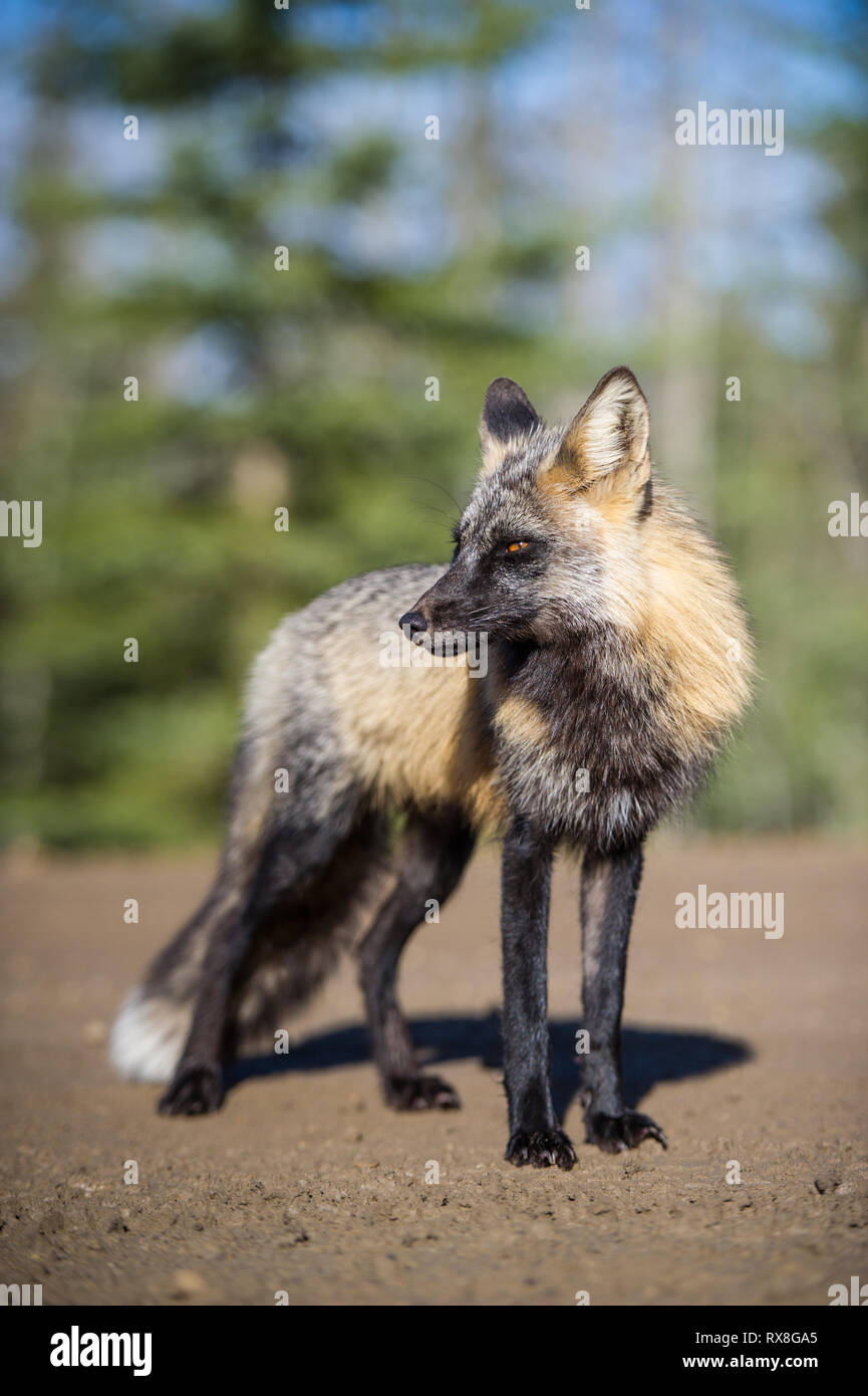 Fox alberta hi-res stock photography and images - Alamy