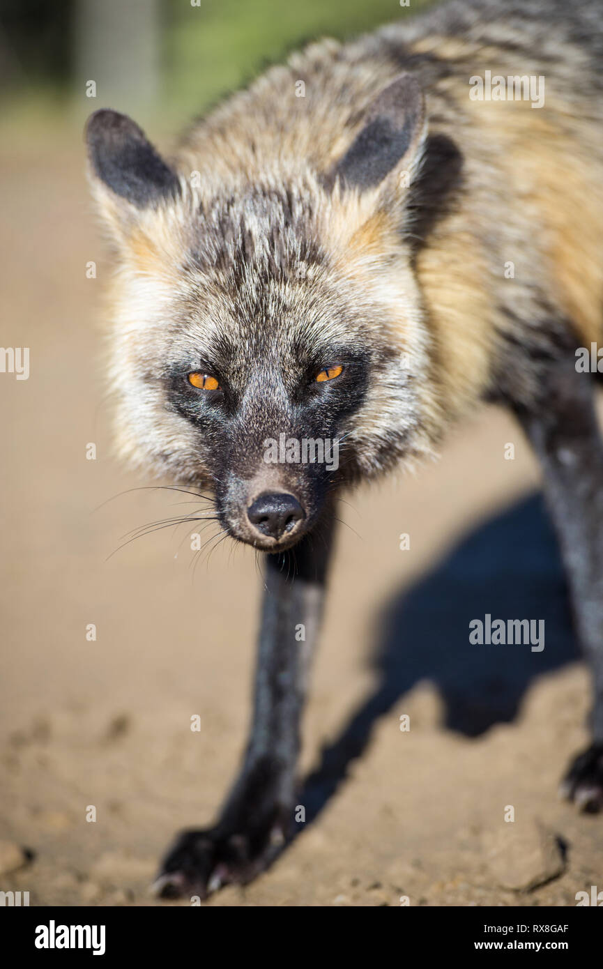 Red Fox Cross Fox Color High Resolution Stock Photography and Images ...