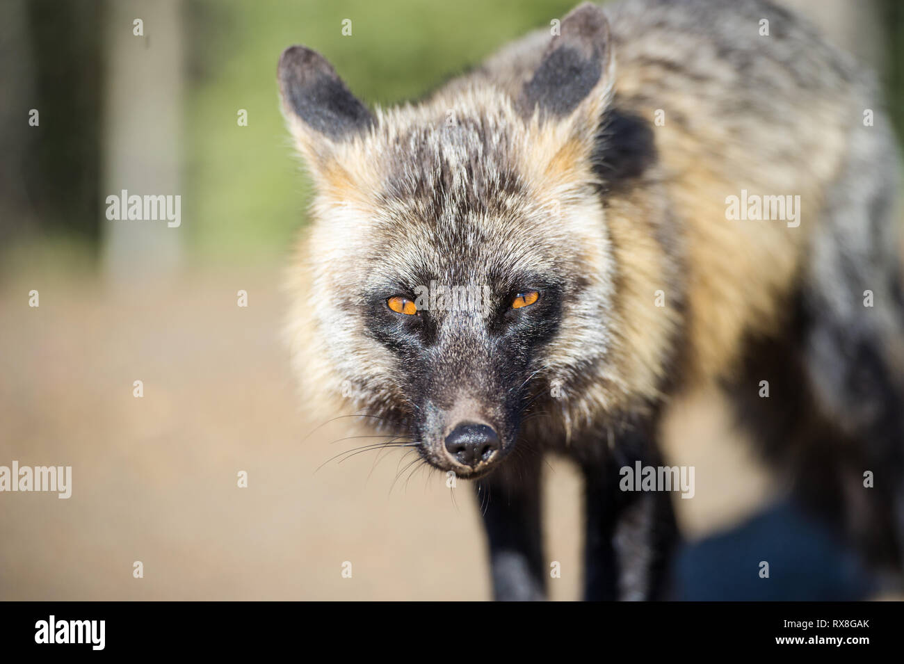 Fox alberta hi-res stock photography and images - Alamy
