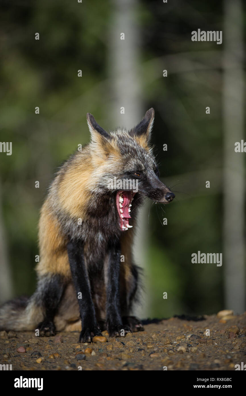 Fox alberta hi-res stock photography and images - Alamy