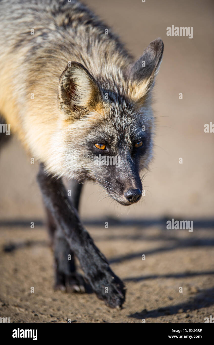 Fox alberta hi-res stock photography and images - Alamy