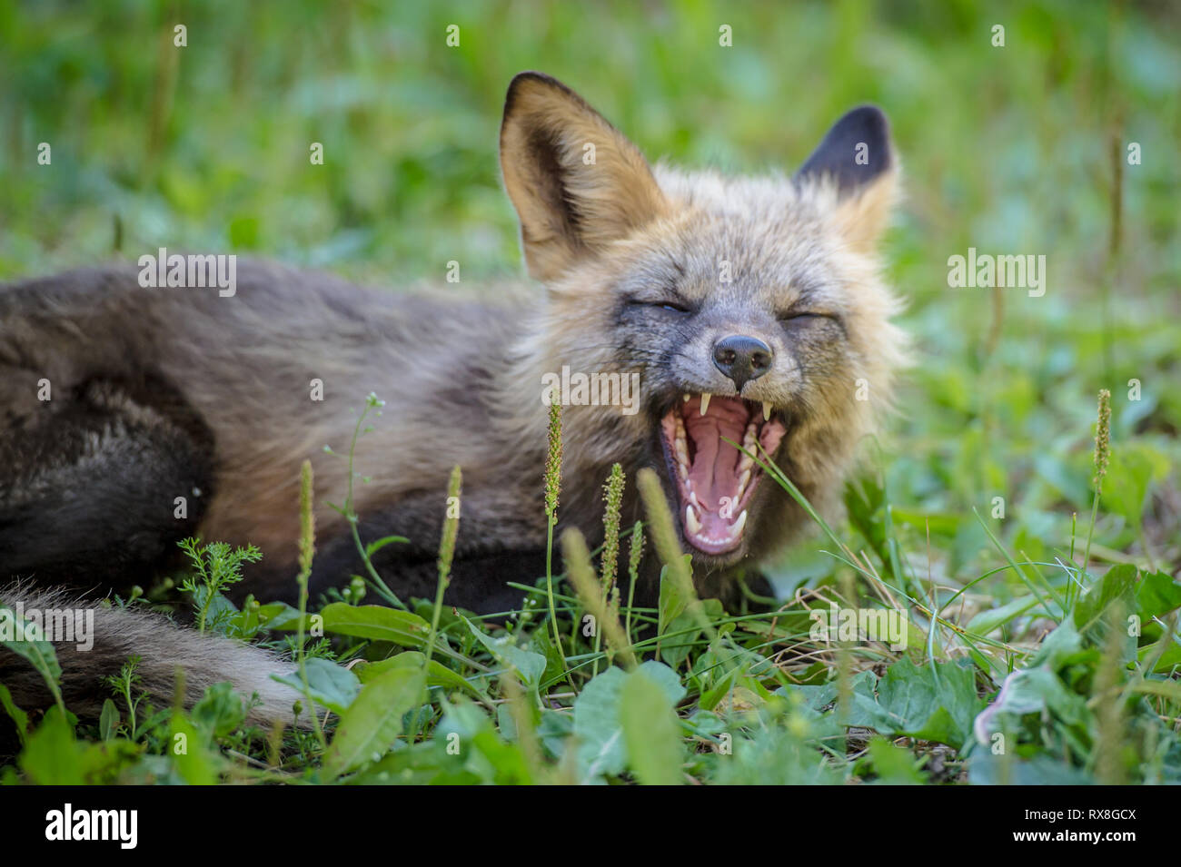 Red fox vulpes vulpes yawning hi-res stock photography and images - Alamy