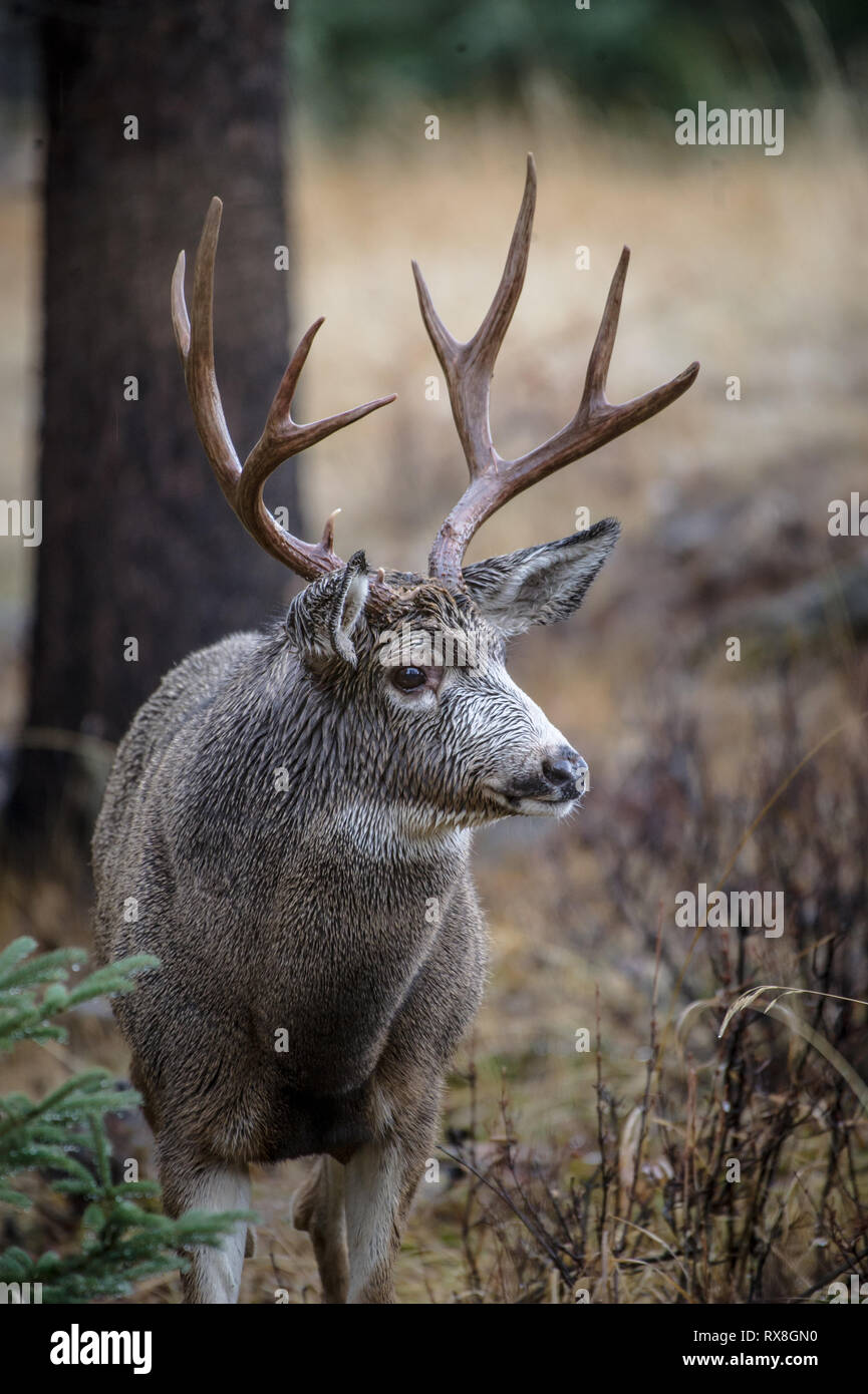 Odocoileus hemionus - Mule Deer, Jasper National Park, Alberta, Canada ...