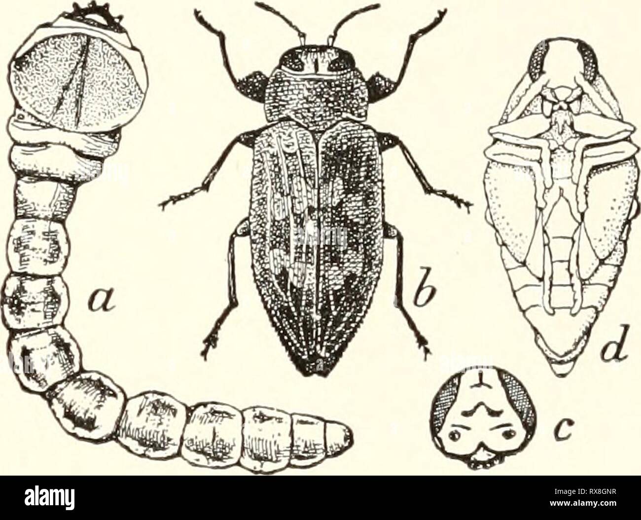 An ecological study of prairie An ecological study of prairie and ...