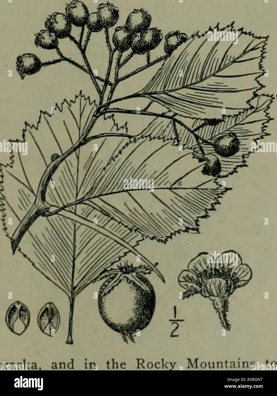 Obovate oblanceolate leaves hi-res stock photography and images - Alamy