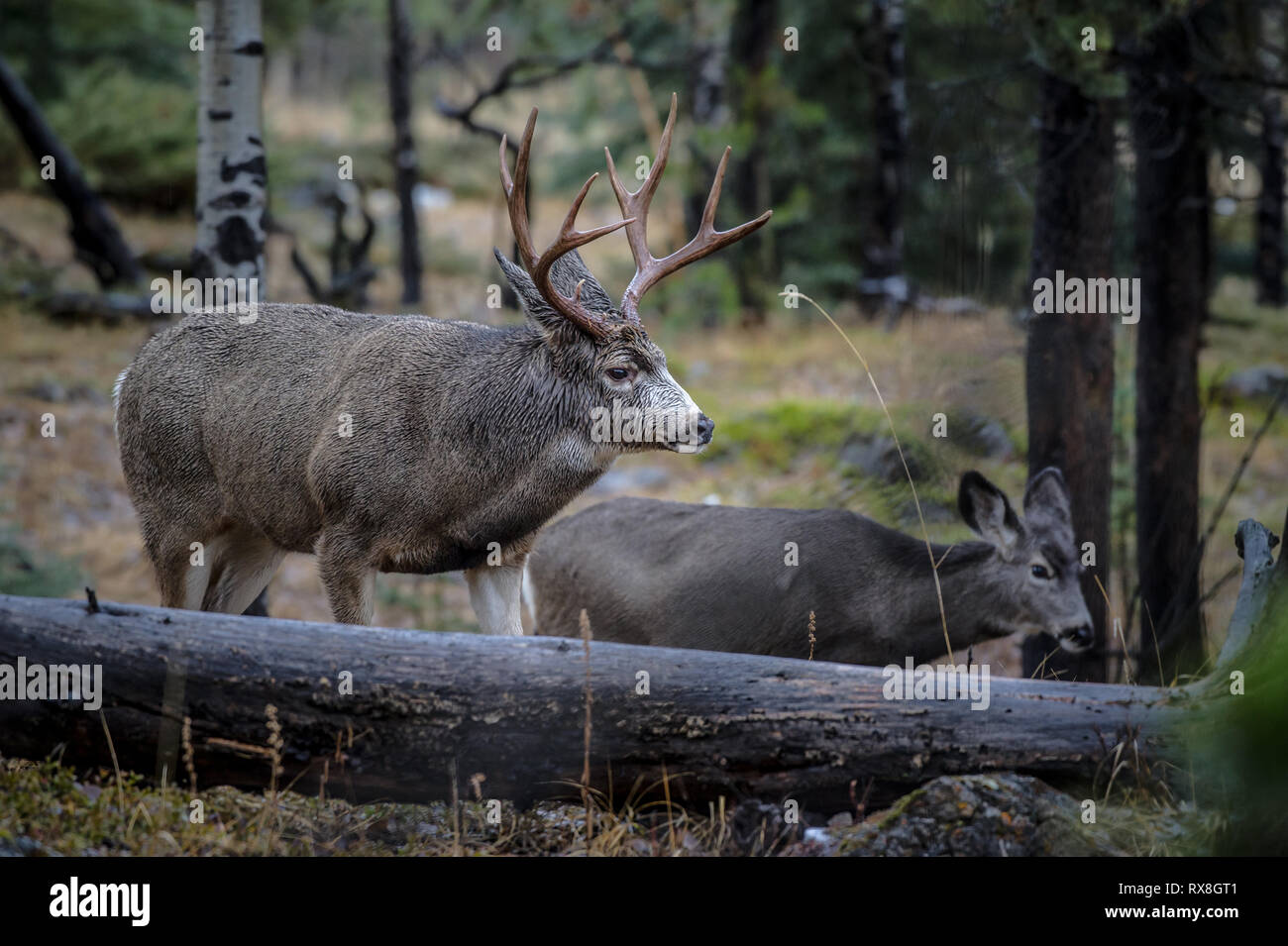 Mule deer doe odocoileus hemionus alberta hi-res stock photography and ...