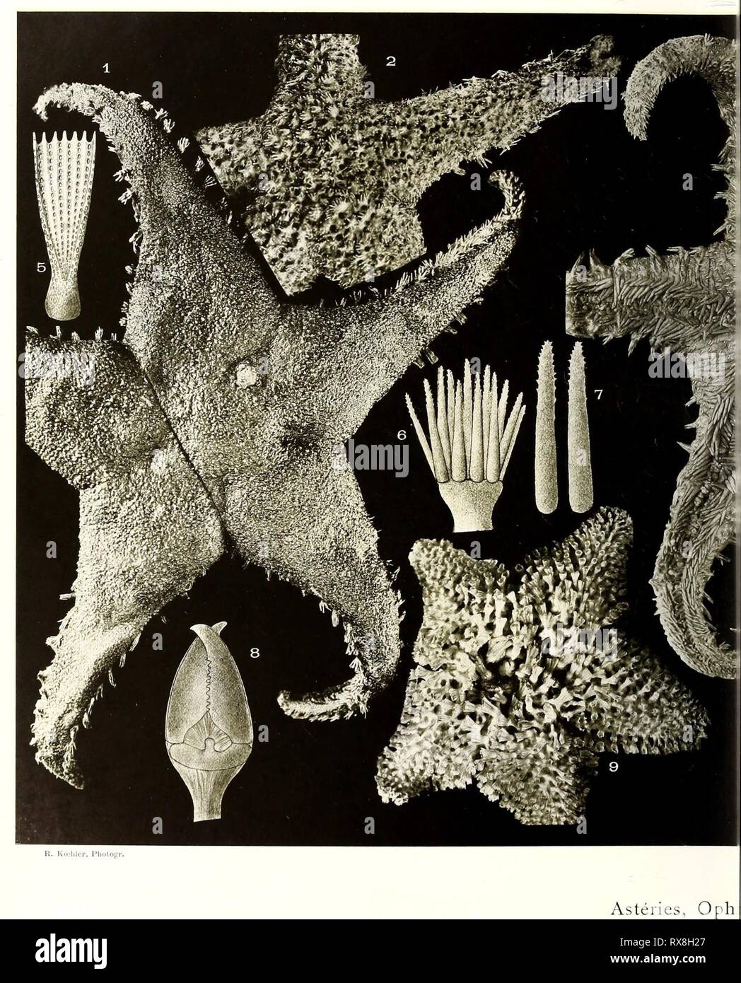 Echinodermes (astéries, ophiures et échinides Stock Photo - Alamy