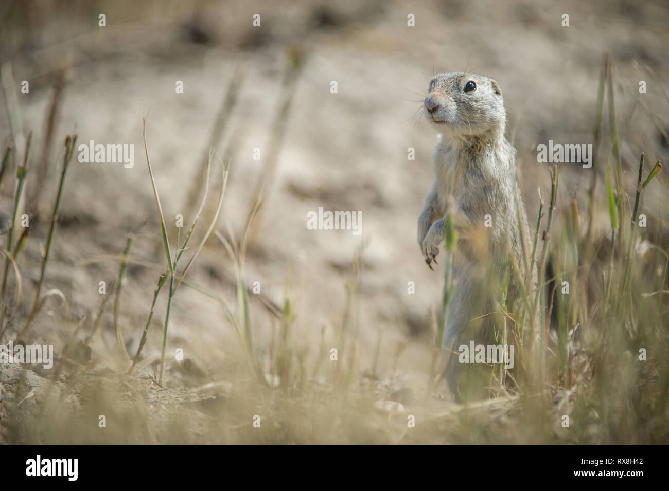 Richardson’s ground squirrel hi-res stock photography and images - Alamy