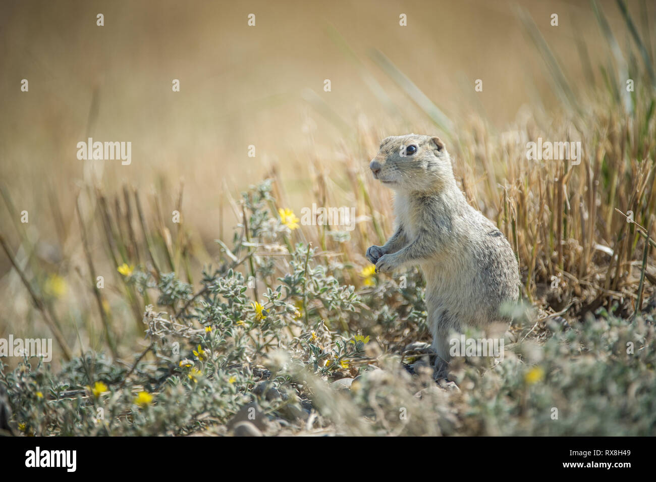 Richardson’s ground squirrel hi-res stock photography and images - Alamy