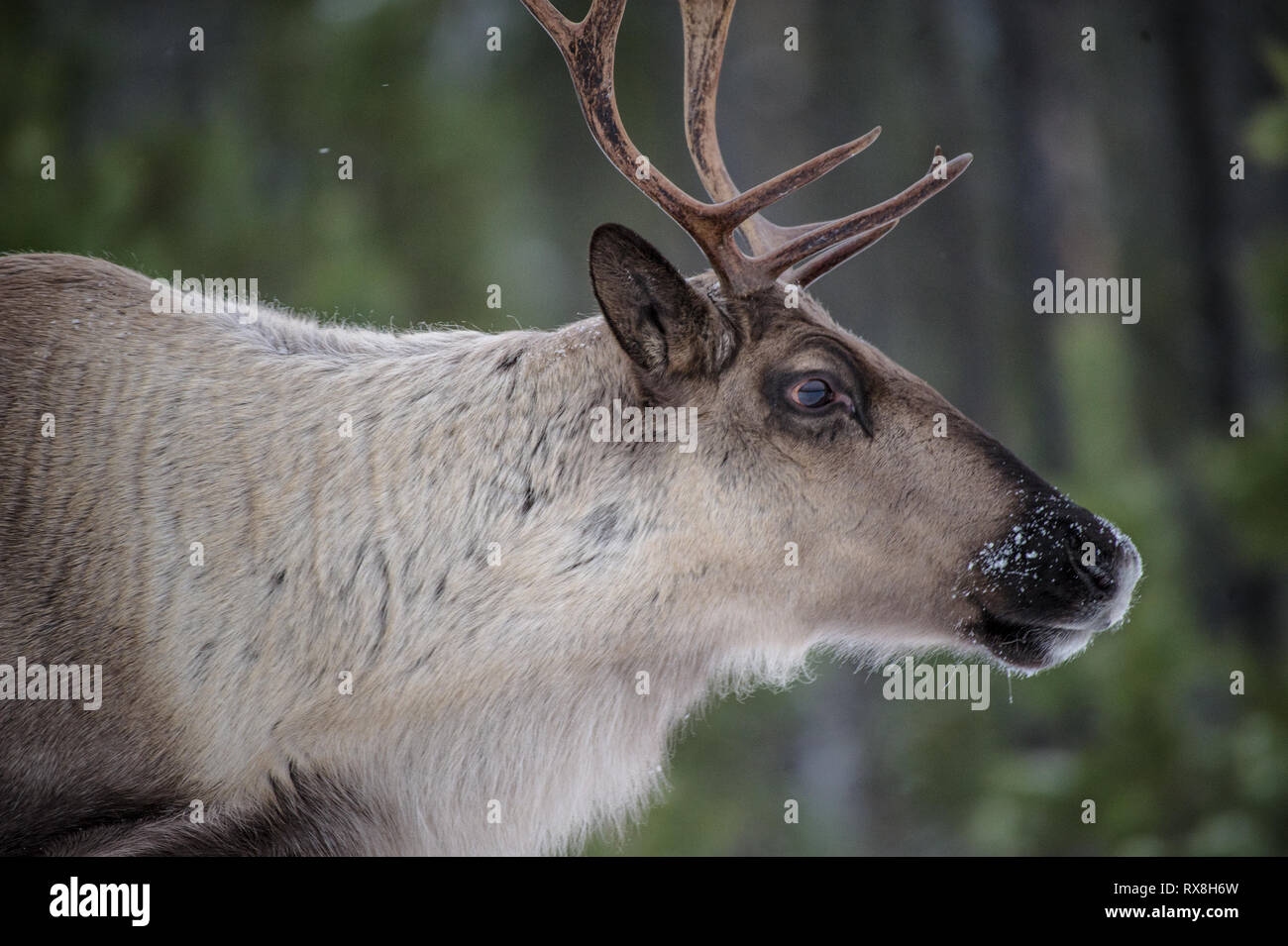 Caribou rangifer tarandus antler in snow hi-res stock photography and ...