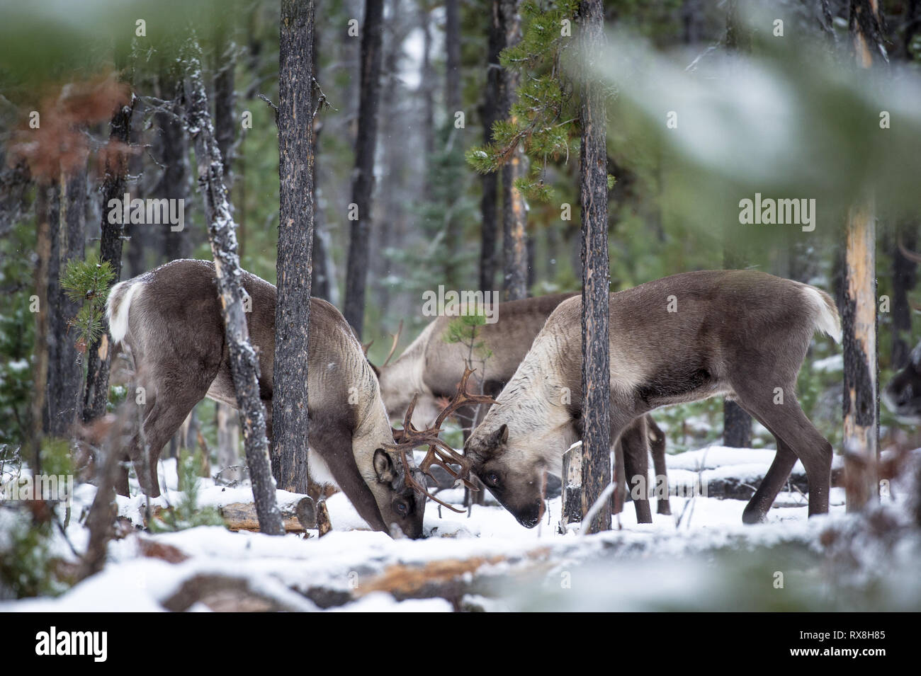 Male woodland caribou fighting hi-res stock photography and images - Alamy