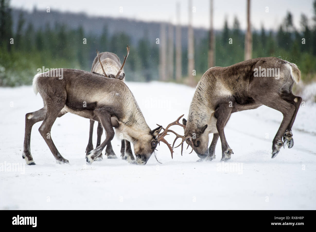 Caribou fight hi-res stock photography and images - Alamy