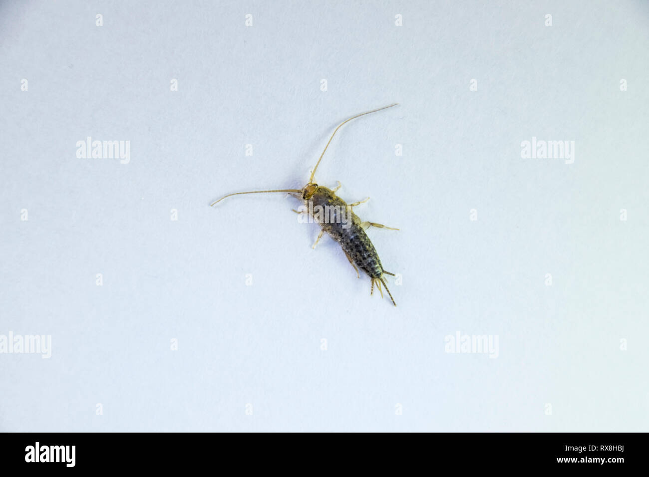 Insect feeding on paper - silverfish. Pest books and newspapers Stock ...